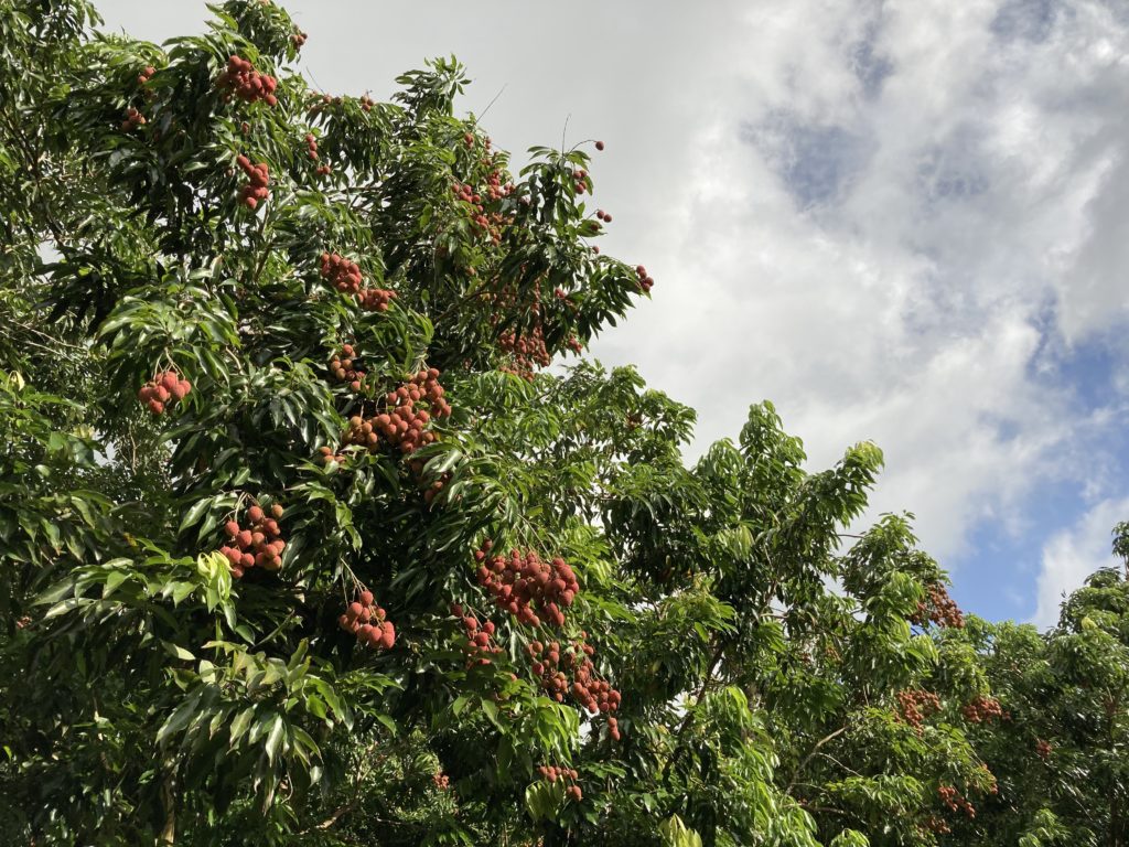 Letchi : comment le préparer