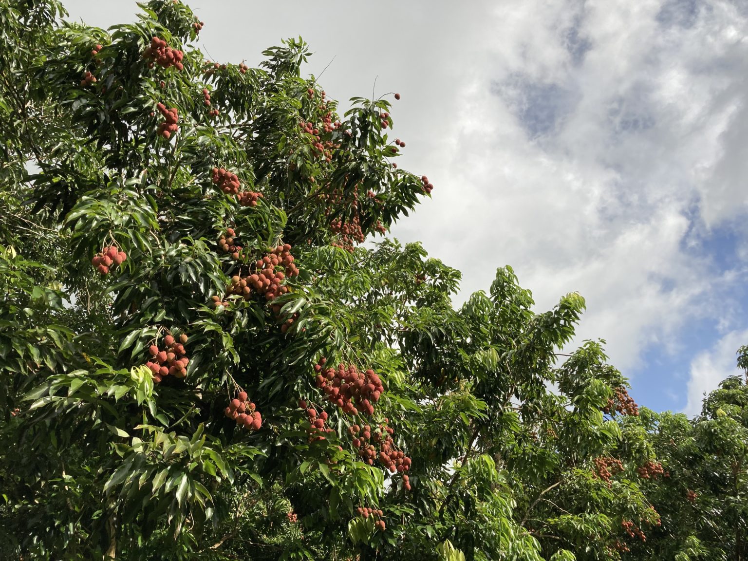 Letchi : comment le préparer