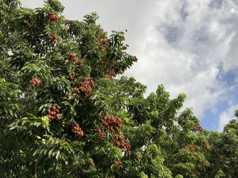Letchi : comment le préparer