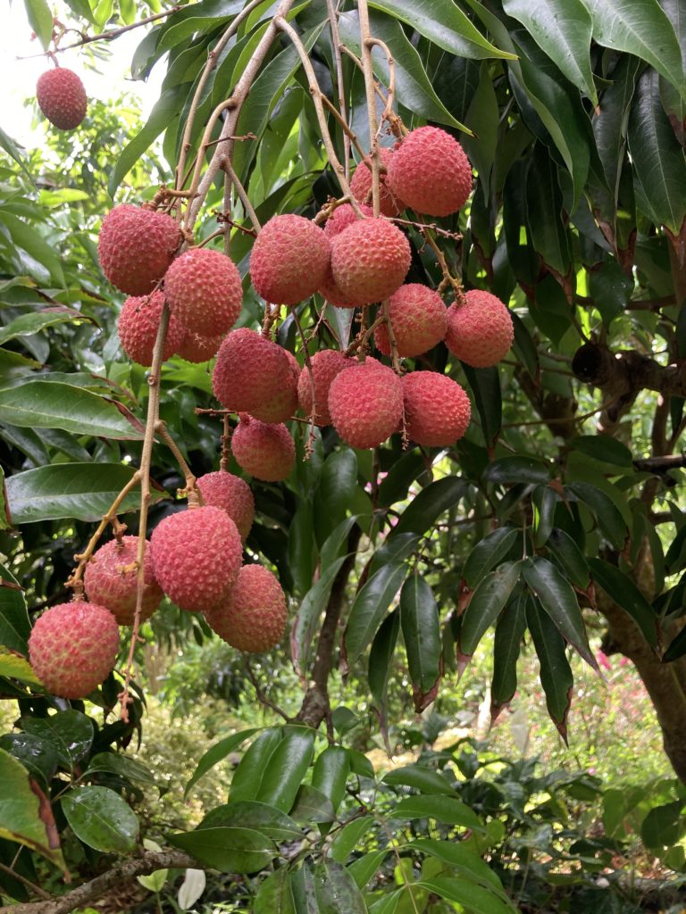 Letchi : comment le préparer