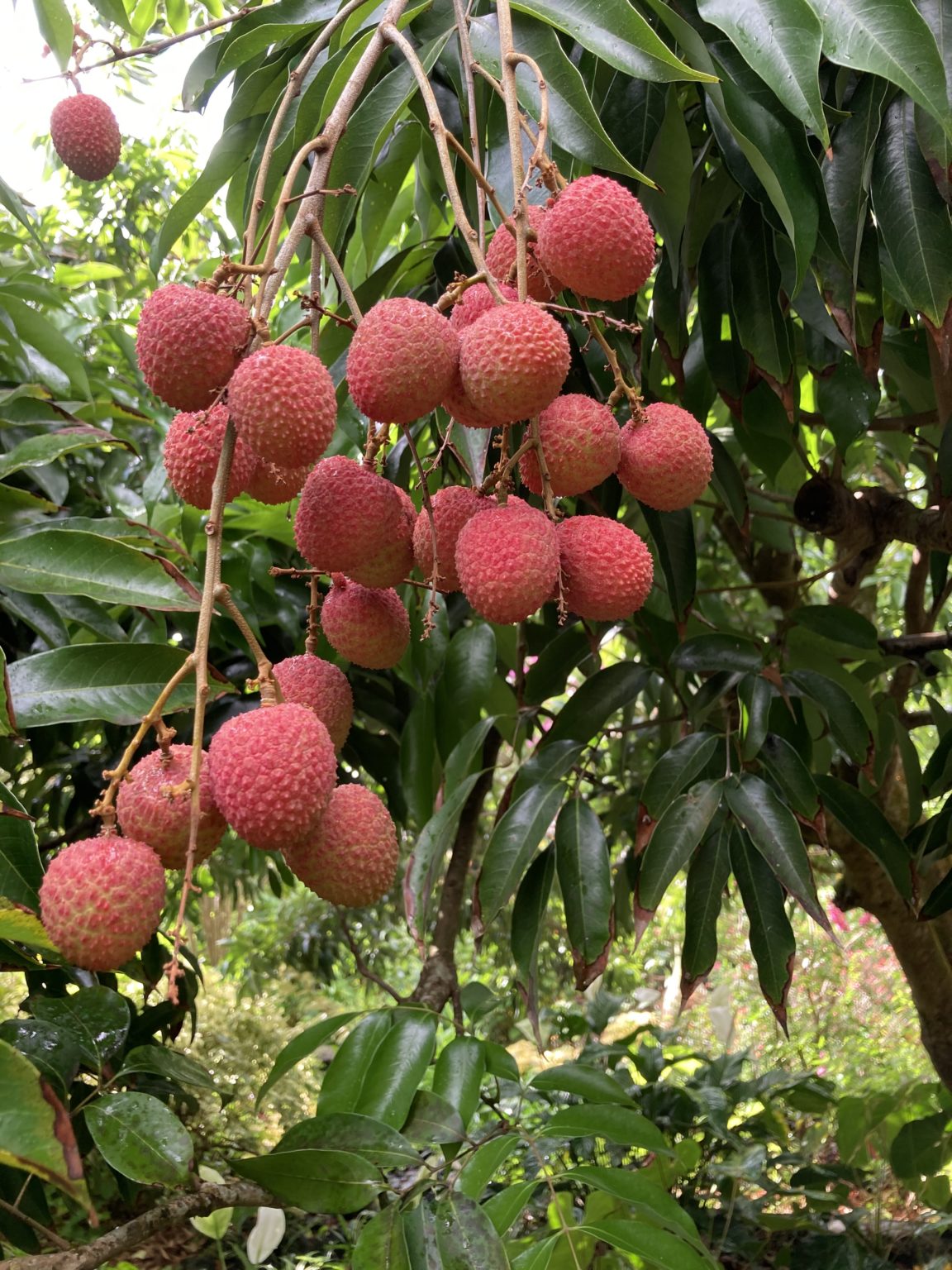 3 bonnes raisons d’acheter du letchi de La Réunion