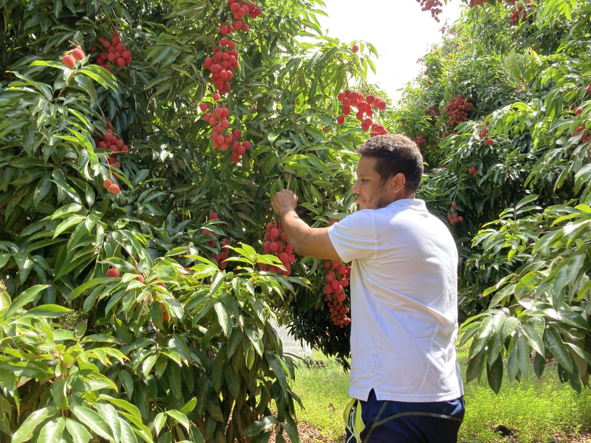 3 bonnes raisons d’acheter du letchi de La Réunion