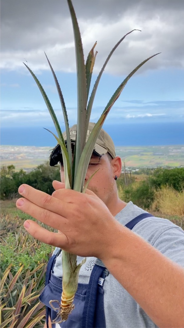 À la découverte des secrets de l’ananas Victoria de La Réunion